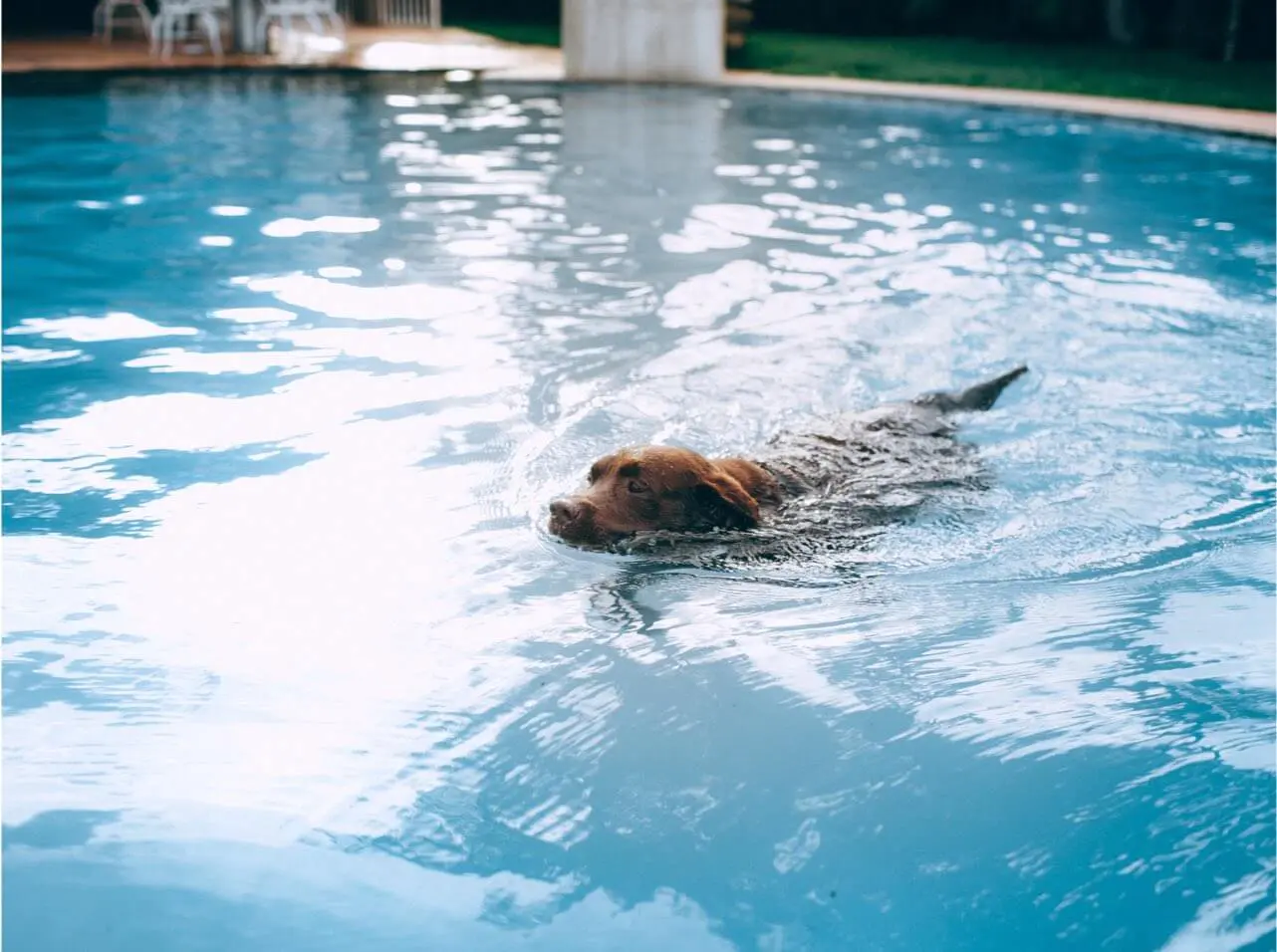 Is The Swimming Pool Safe For Your Pets? – Anka Pet Otel Akademi